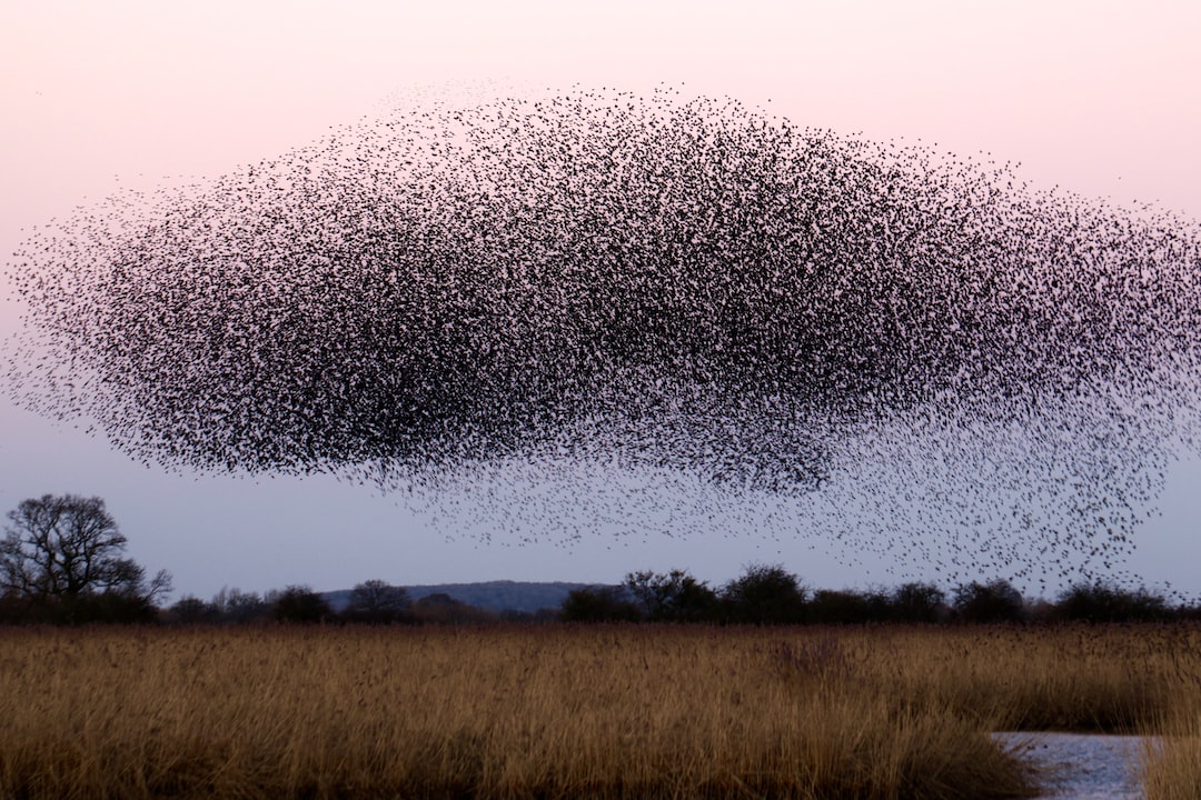 The Amazing World of Bee Swarms | Save The Bees