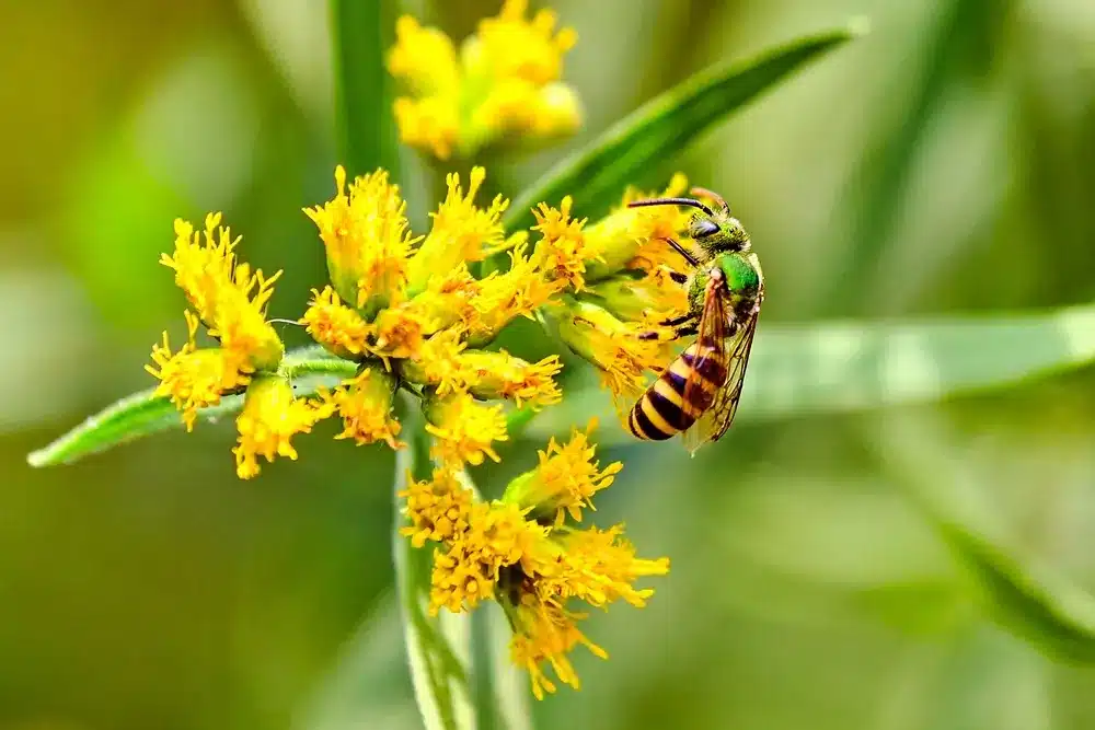 Sweet Bees: Vital Pollinators & Biodiversity Heroes