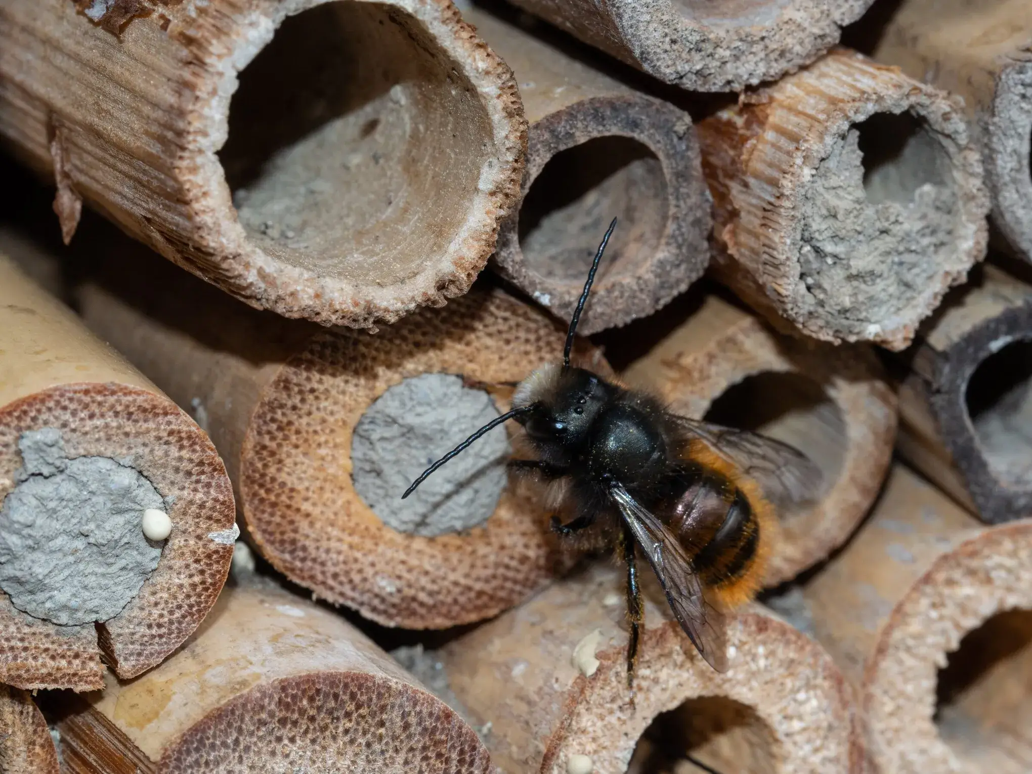 Mason Bee Program | Save The Bees